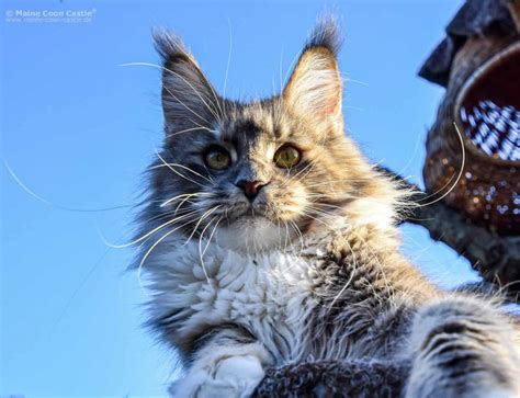 Maine Coon Katze Midnightfire s Ivette Maine Coon Züchter