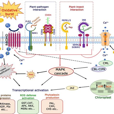 Induction And Management Of Reactive Oxygen Species Ros During