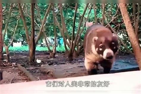 长相如此奇特的鱼你见过吗？盘点大自然中长相最奇怪的动物