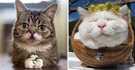10 самых знаменитых котов в Интернете