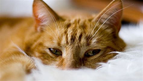 How To Tell If Your Cat Is Sick LoveCATS World How To Tell If Your Cat Is Sick LoveCATS World