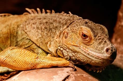 Premium Photo Beautiful Iguana Green Iguana Iguana
