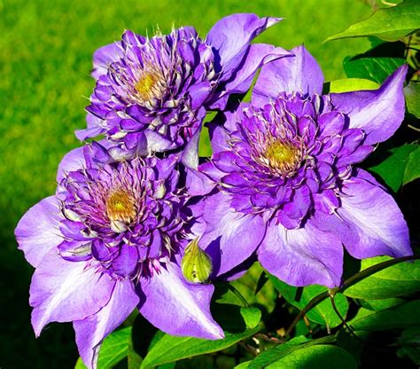 Клематис Цветок Фиолетовый Бесплатное фото на Pixabay Pixabay