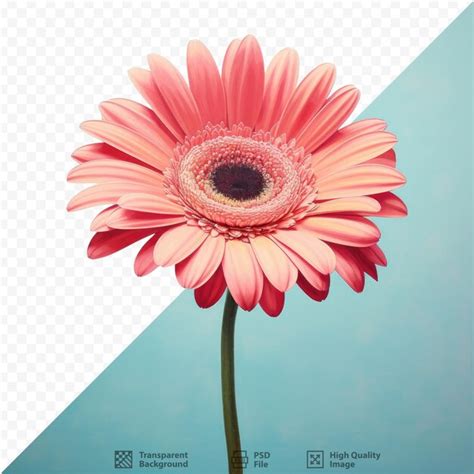 Premium PSD Gerbera Flower