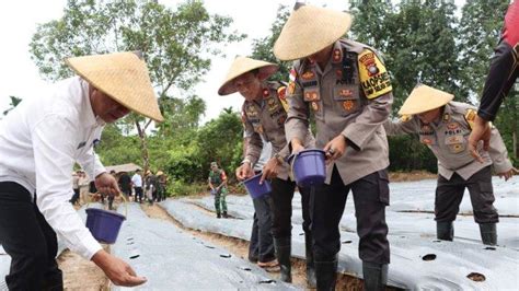 Polres Natuna Tanam 6 000 Bibit Jagung Langkah Konkret Dukung