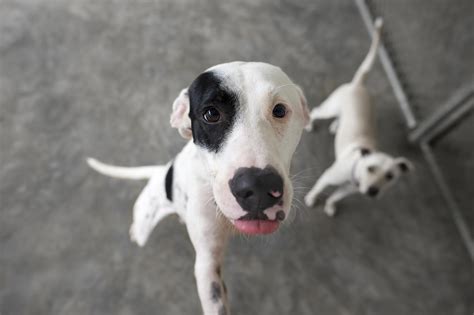 10 Tips When Boarding Your Pet My Happy Pets By Vetoquinol