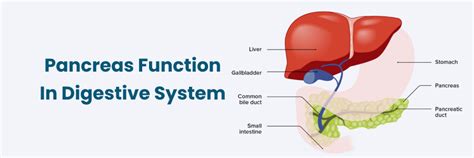 The Pancreas In Digestion Key Functions And Health