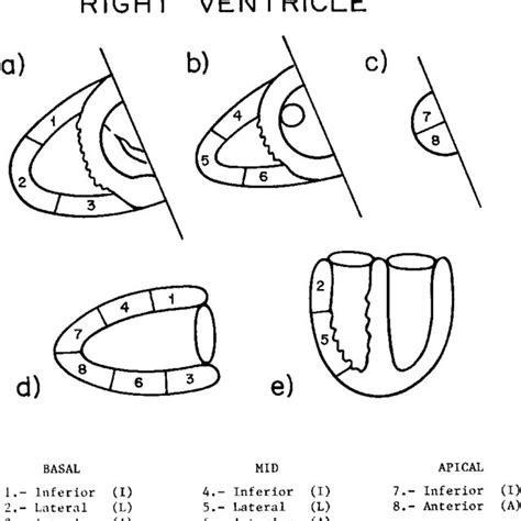 Diagram Of Left Ventricular Wall Segments In Transgastric A D And