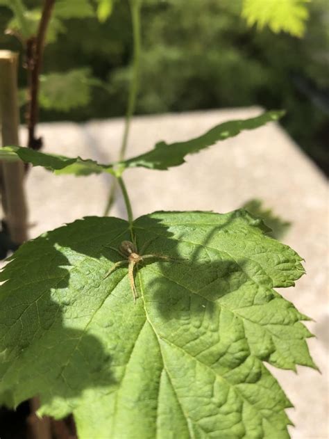 What Are These Bugs On My Raspberry Plant R Gardening