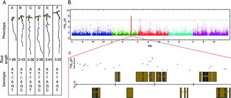 Schematic Of An Exemplary Gwas A Phenotypes Of Various Genotyped