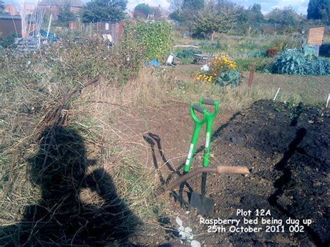 Plot 12a The Overgrown Raspberry Bed S Demise Grows On You