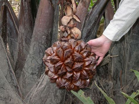 泰国这种果子口感太特别了，一口就爱上，教你做亚答子糖水