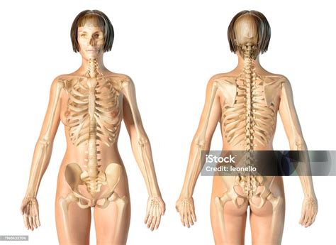 여자 골격 시스템 전면 및 후면 보기 뼈에 대한 스톡 사진 및 기타 이미지 뼈 순서 3차원 형태 Istock