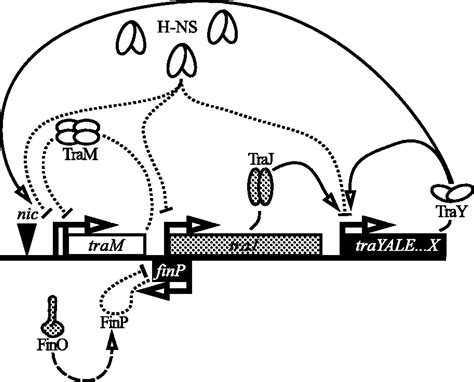 E Coli Drawing Free Download On Clipartmag