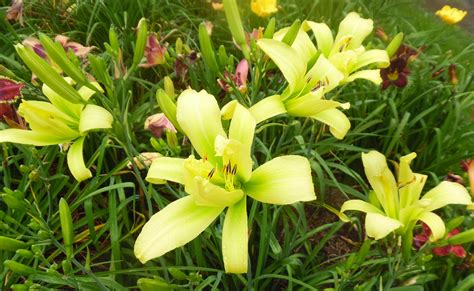 Stardreamer Daylilies Squidward Tentacles