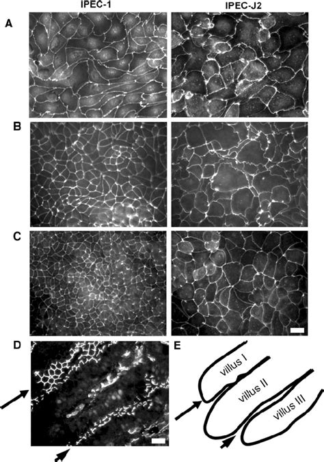 Influence Of Cell Culture Method On Morphology And Expression Of Tight