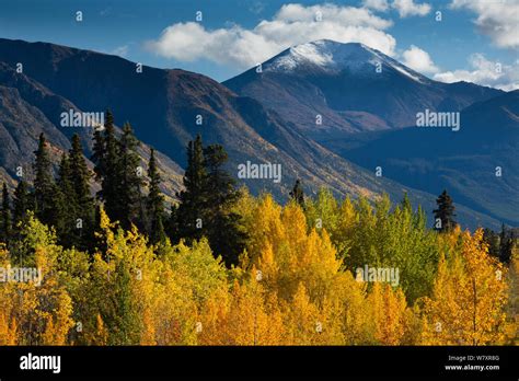 Autumnal Quaking Aspen Populus Tremuloides Woodland Of The South