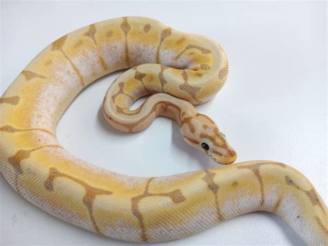 Banana Spider Ball Python Juvenile Exotic Pet Store