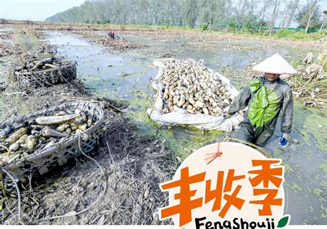 汉产莲藕迎来丰收季 口感粉糯价亲民 央广网