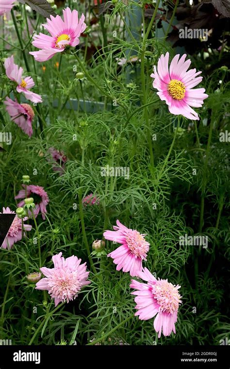 Types Of Pink Flowers
