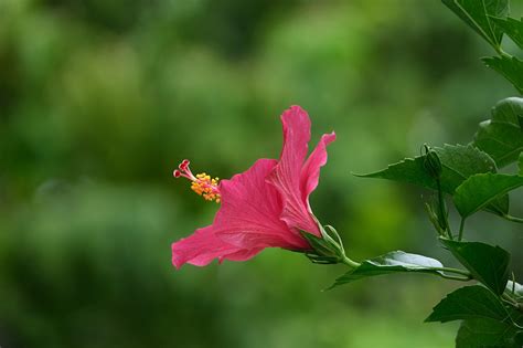 Kembang Sepatu Bunga Tanaman Foto Gratis Di Pixabay Pixabay