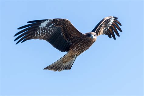 カラスの天敵の動物はなに鳴き声の特徴や駆除方法も解説 タスクル