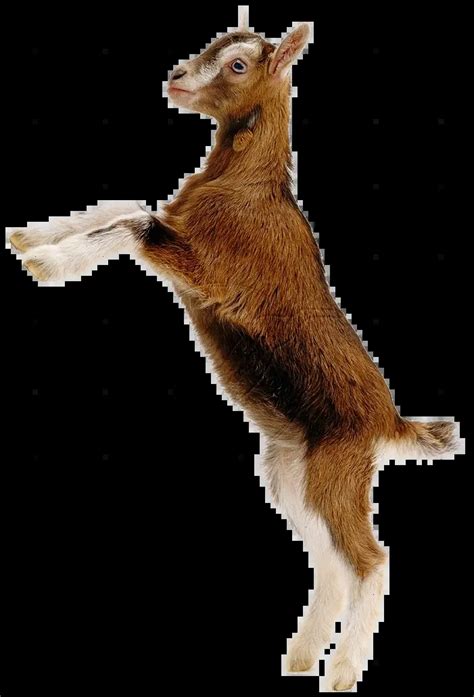 تصاویر Png و دوربری شده بز واقعی کاملا رایگان و بدون زمینه