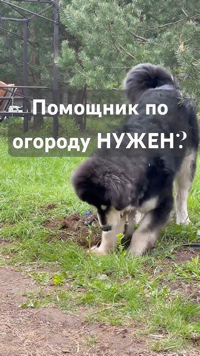 Как вам наш помощник? #бмв #волкодав #хотошо #собака #собакитакиесобаки ...