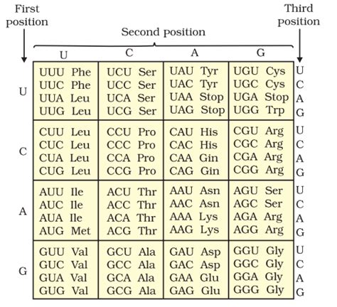 Genetic Code Mcq Neet Practice Questions And Answers