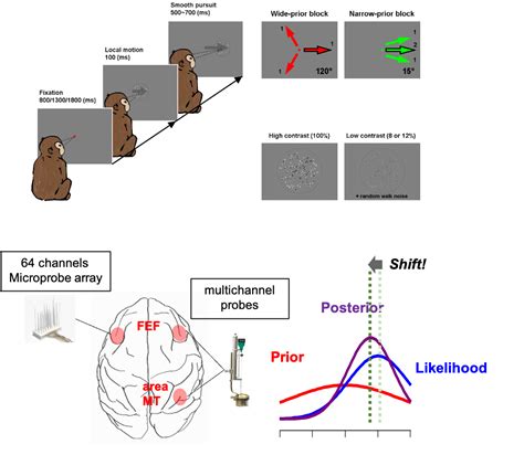 Research Sensorimotor Cognition And Computation Laboratory