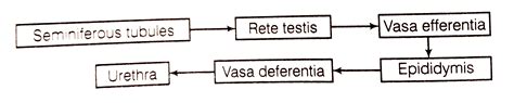 The Path Of Sperm Transport Is Given Below Provide The Missing Steps