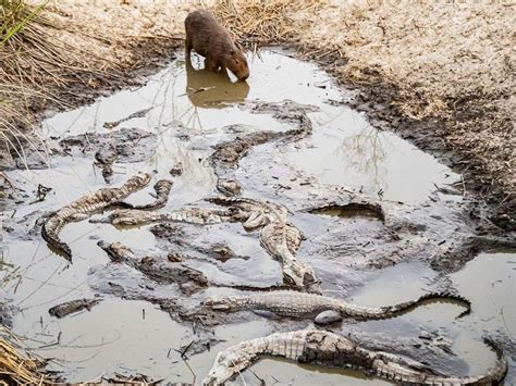 Corrientes El Drama De Los Animales Muertos Por Los Incendios La