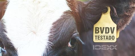 A Diarreia Viral Bovina Bvdv E Os Animais Persistentemente Infectados