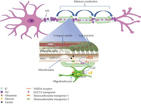 The Structure And The Physiology Of Myelin Sheath Download