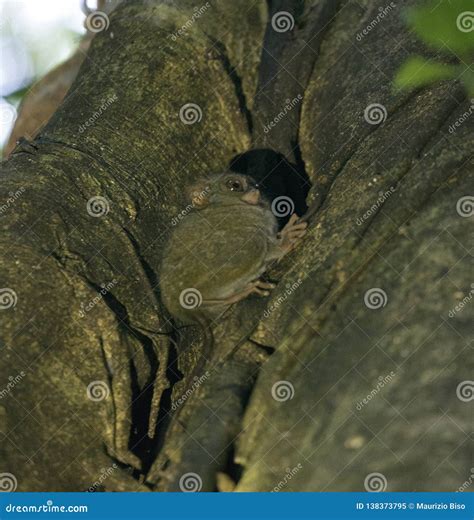 Tarsius On A Tree In Indonesia Stock Image Image Of Human Spectral