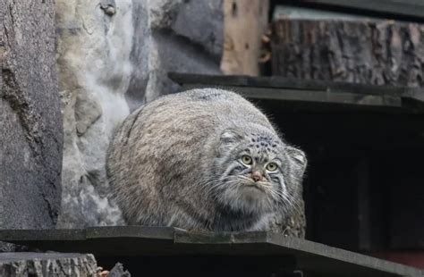 Пушистый интроверт 5 интересных фактов про манула