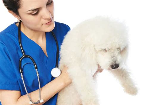 Criptorquidia En Perros Caniches Soluciones Efectivas