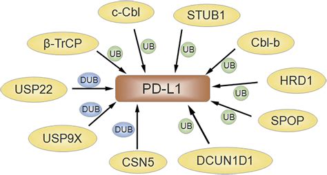 Emerging Role Of Ubiquitination In The Regulation Of Pd 1 Pd L1 In