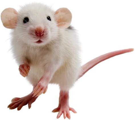 Mouse Rat PNG Image