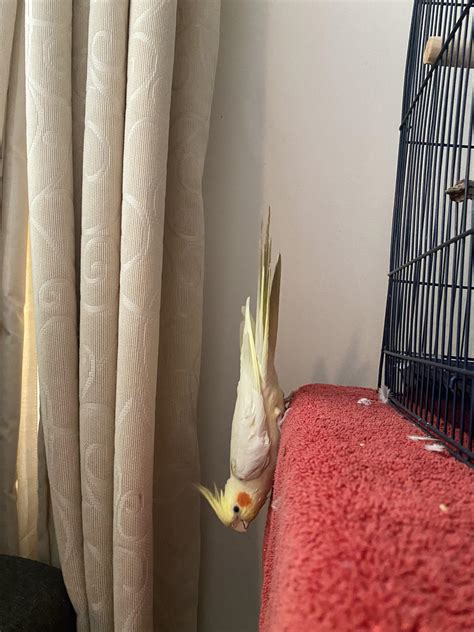 Exploring His Surroundings Rcockatiel