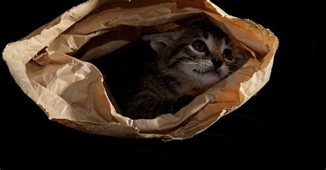 Rescued Cat Found In Dumpster Stuffed In A Paper Bag The Premier Daily