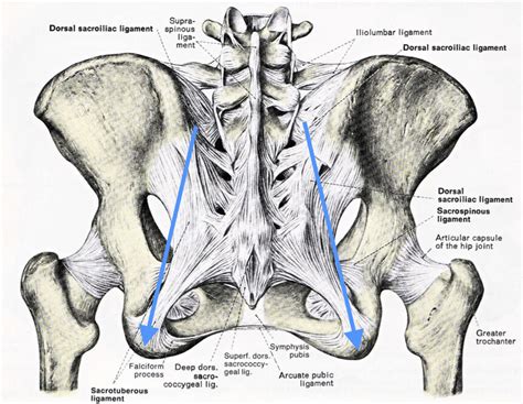 Which Bones Of The Pelvis Do You Sit On At Donald Bryan Blog