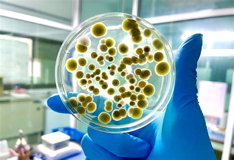 Exploring Lactiplantibacillus Plantarum Biofilm Formation And The Impact Of Biotic