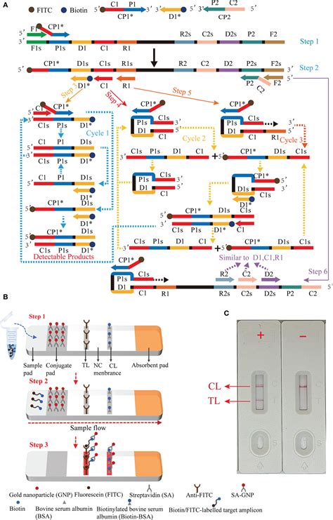Frontiers Multiple Cross Displacement Amplification Combined With