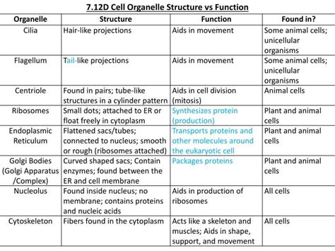 Ppt 7 12d Cell Organelle Structure Vs Function Powerpoint Presentation Id 6360435