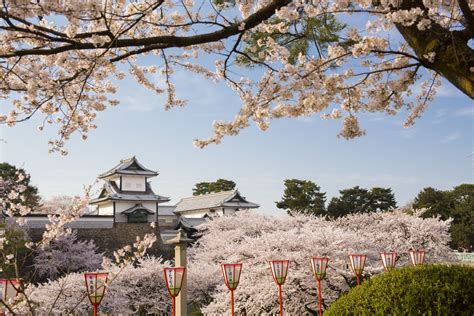 Kanazawa Cherry Blossom 2024 Darda Elspeth