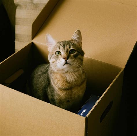 Por qué a los gatos les gustan las cajas Estas pueden ser las razones