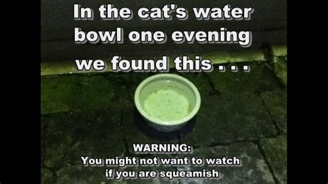 Roundworm Cat