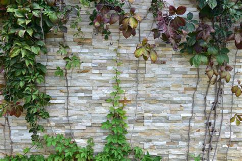 植物墙图片素材 植物墙设计素材 植物墙摄影作品 植物墙源文件下载 植物墙图片素材下载 植物墙背景素材 植物墙模板下载 搜索中心