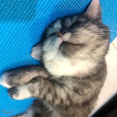 Кэт — двуликая кошка с двухцветной мордочкой которая имеет по